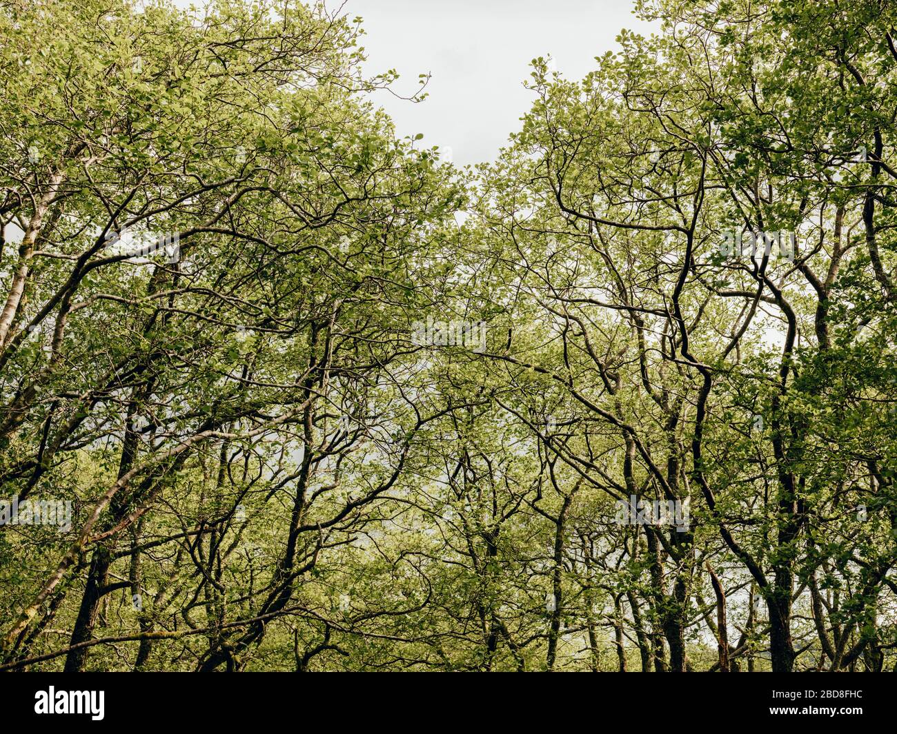 Looking up into tree canopy hi-res stock photography and images - Alamy
