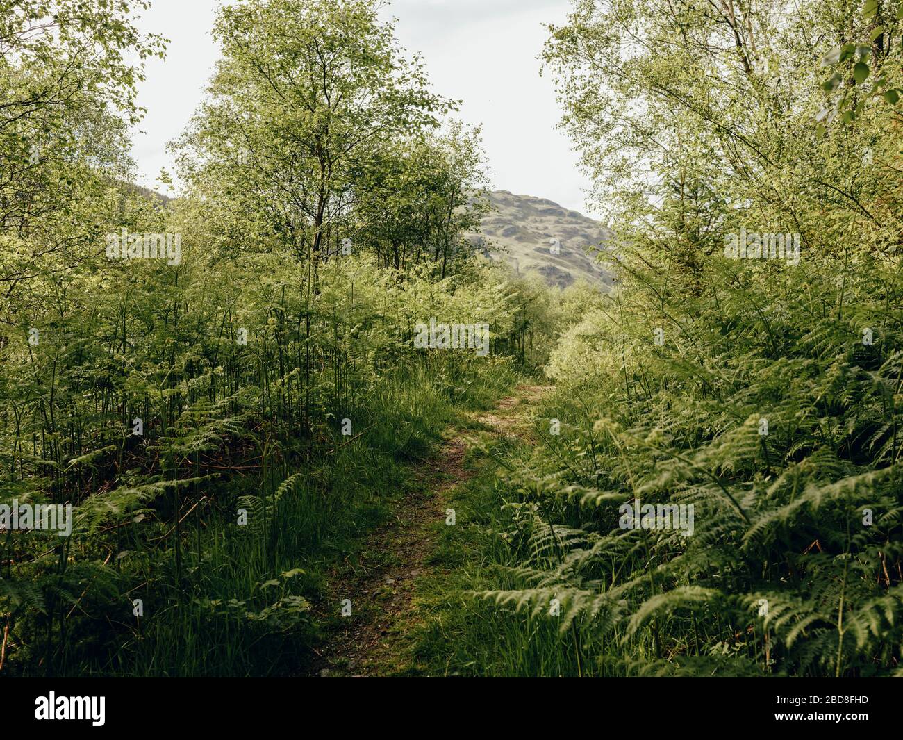 Fern lined trail in Scotland hills Stock Photo - Alamy