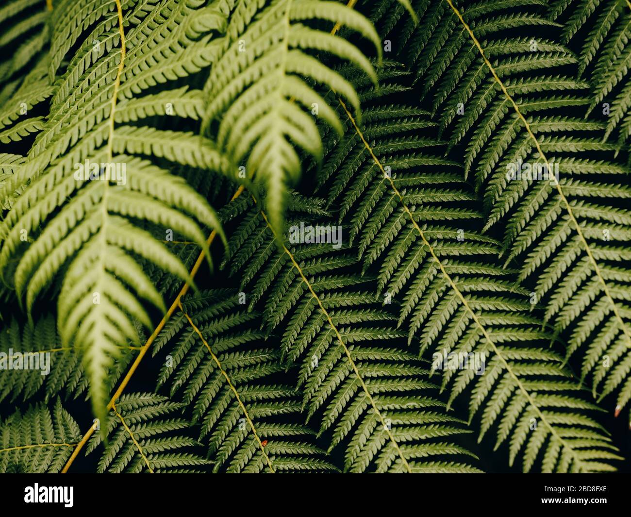 Ferns in detail hi-res stock photography and images - Alamy