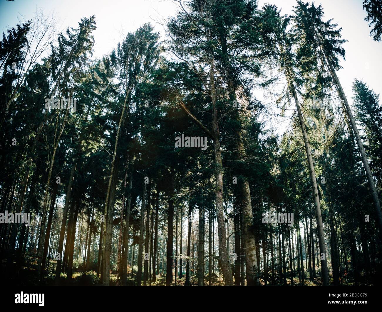 Tall pine trees in European German forest - environment preservation ...