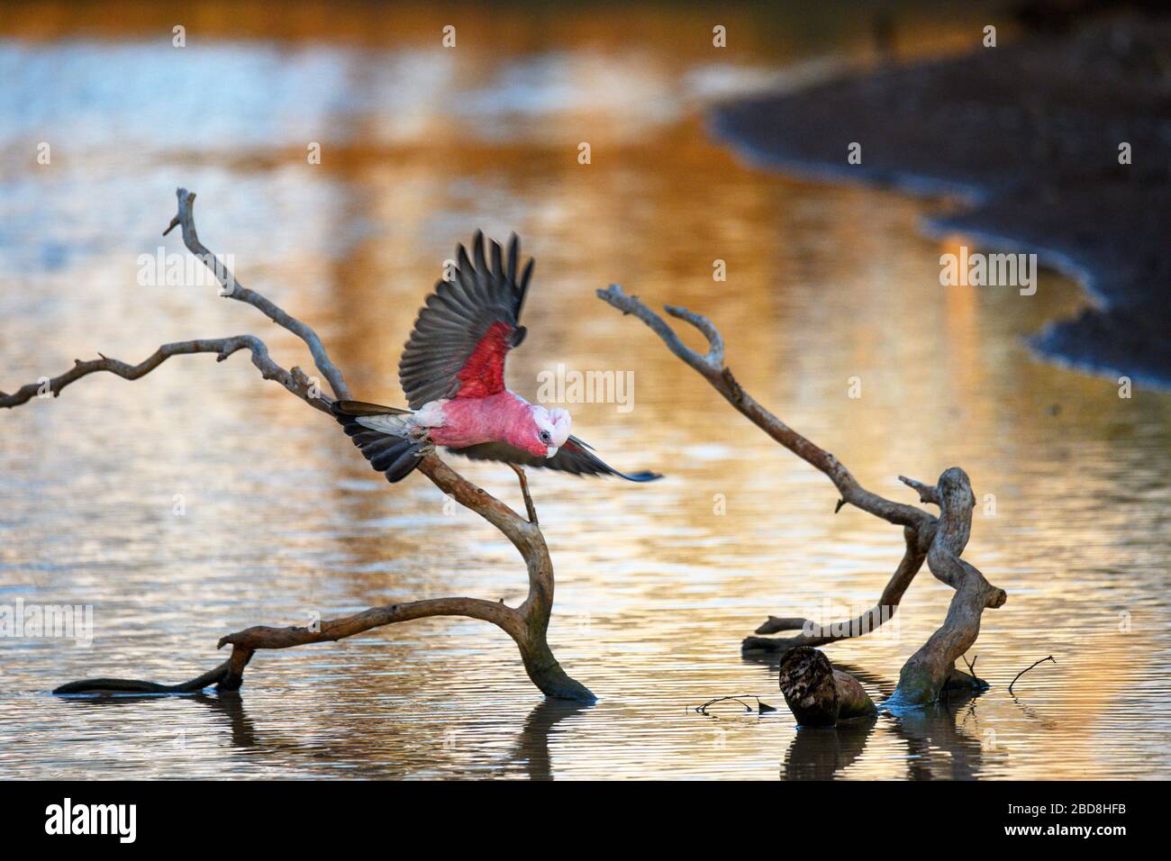 Flying galah galahs hi-res stock photography and images - Alamy