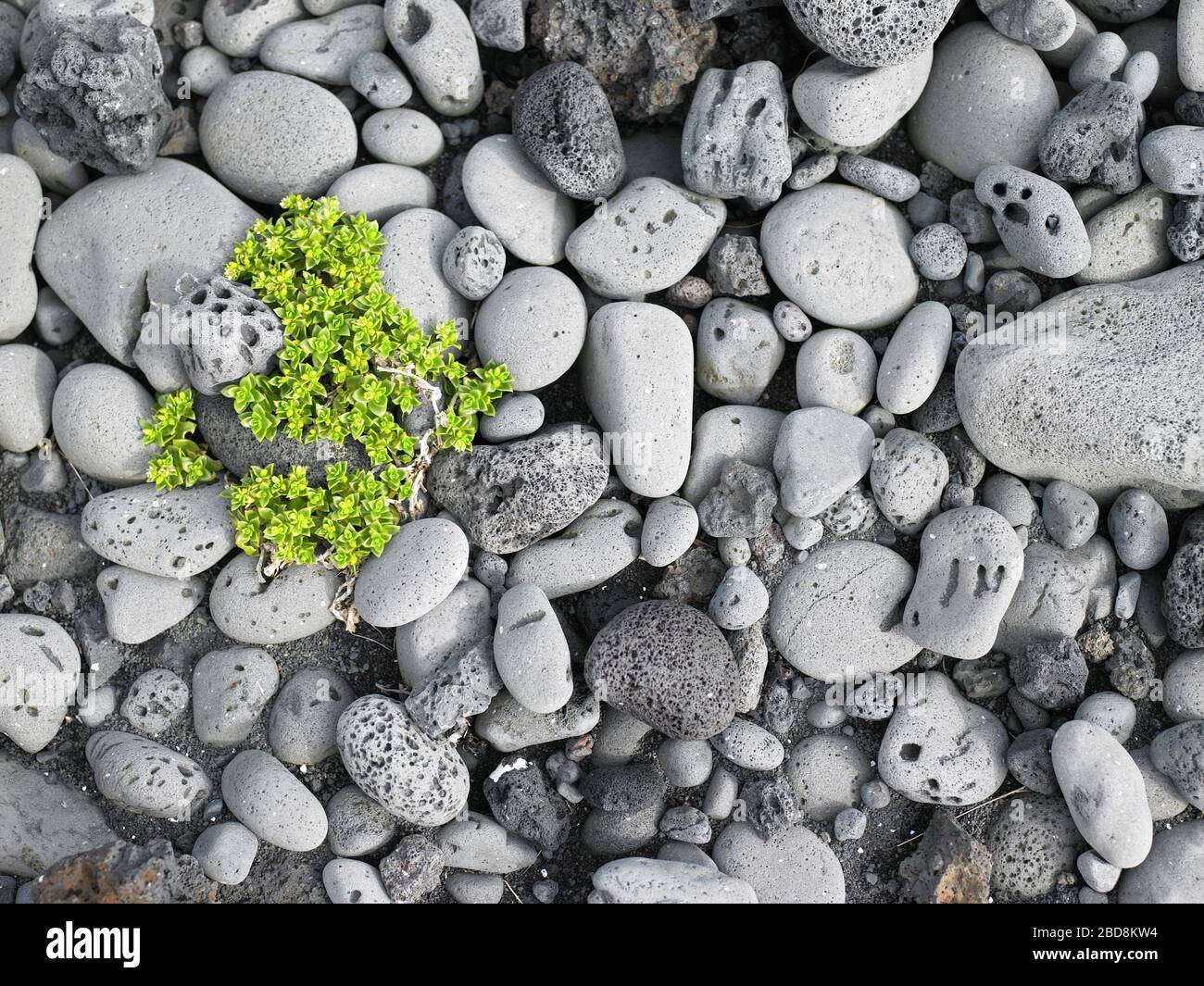 green plant on rounded pebbles on a beach in Iceland Stock Photo - Alamy