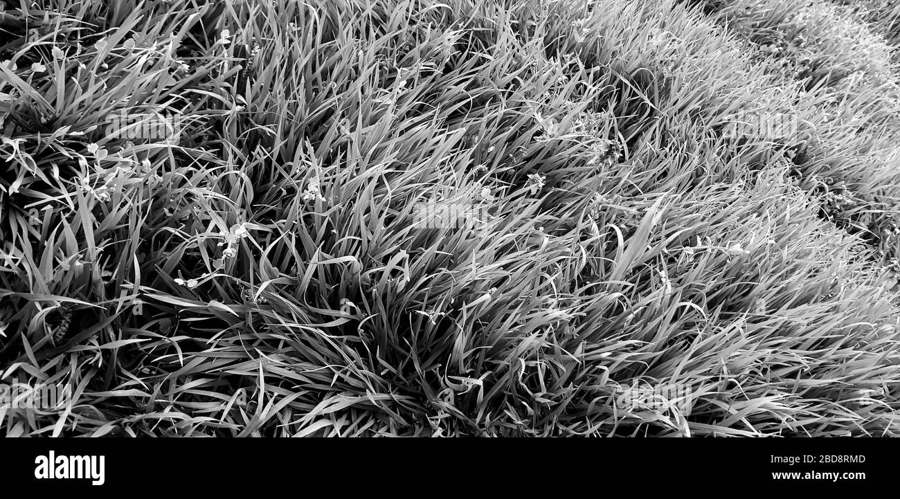Grass Black And White