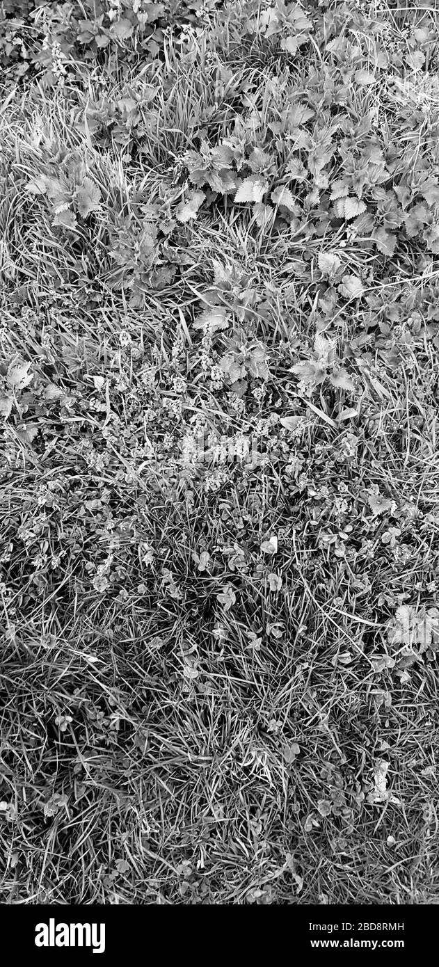 Natural grassy background Black and White Stock Photos & Images - Alamy