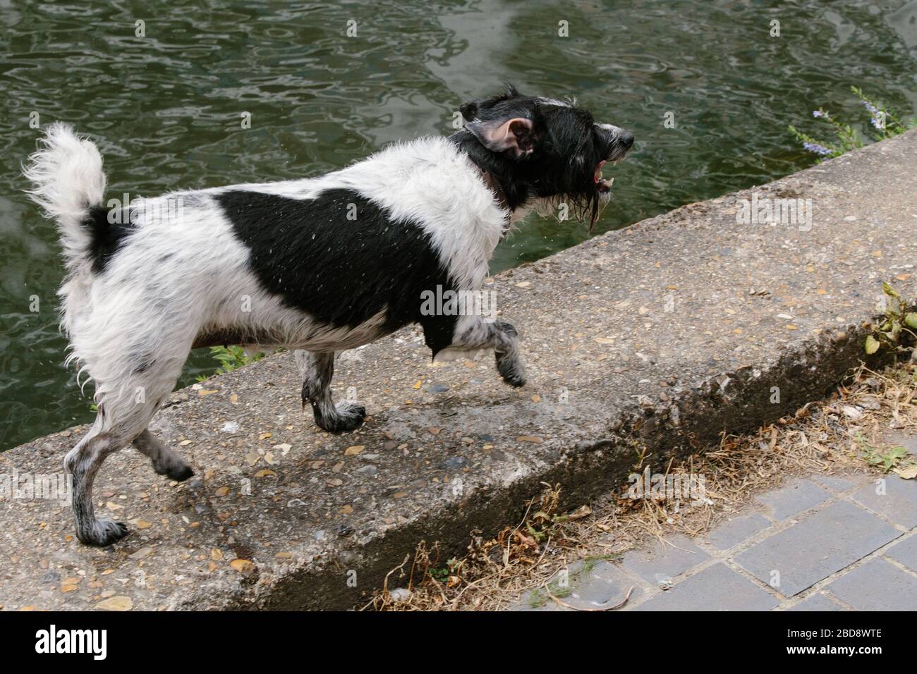 Companion lock hi-res stock photography and images - Alamy