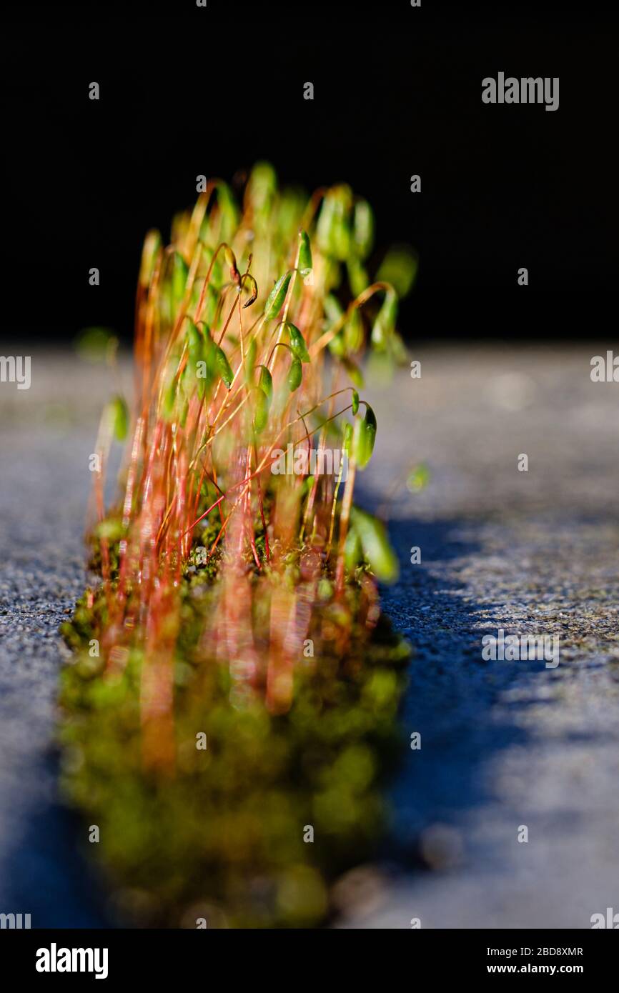 A close-up in a piece of moss with shadows Stock Photo - Alamy