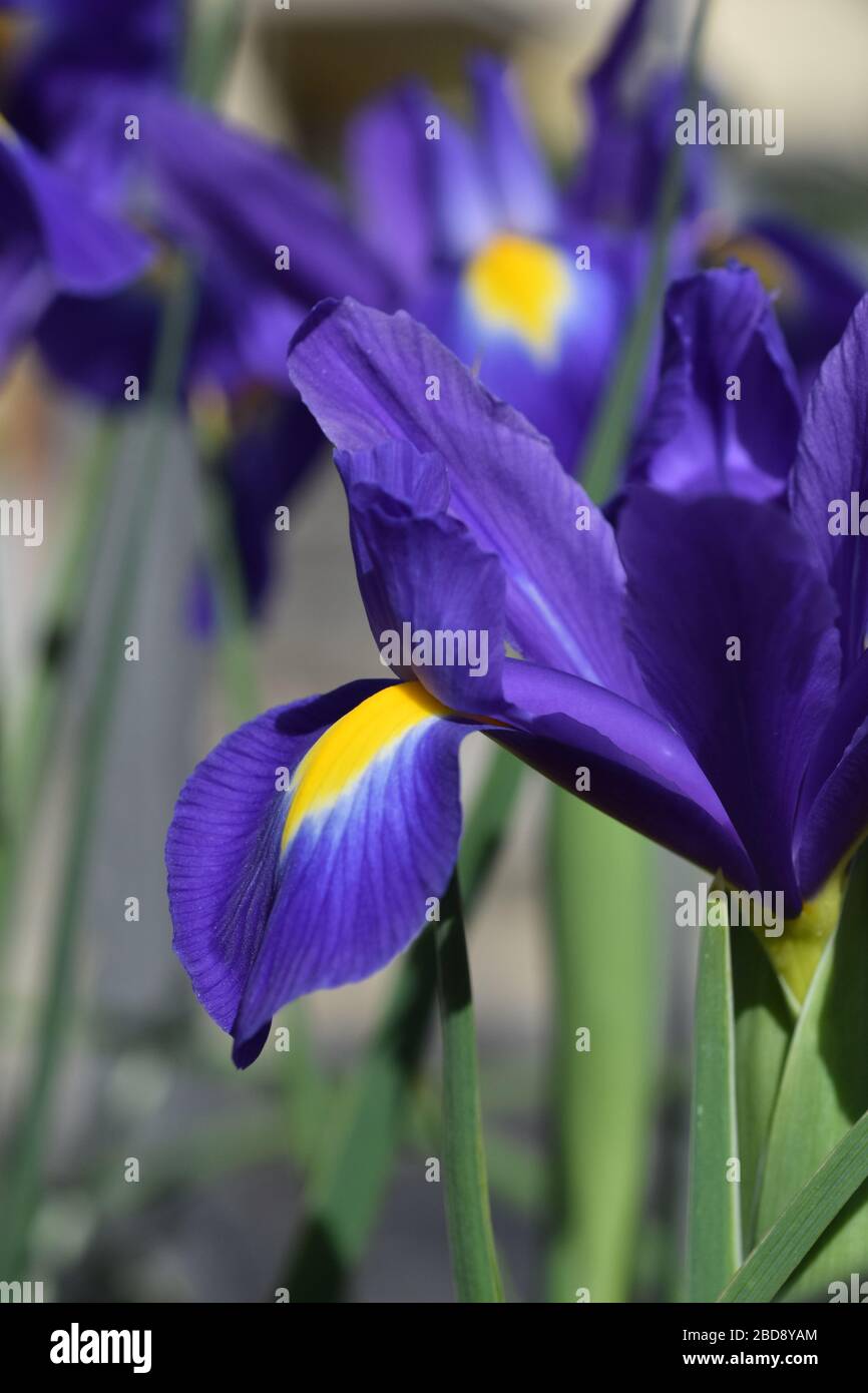 Iris bulbs hi-res stock photography and images - Alamy