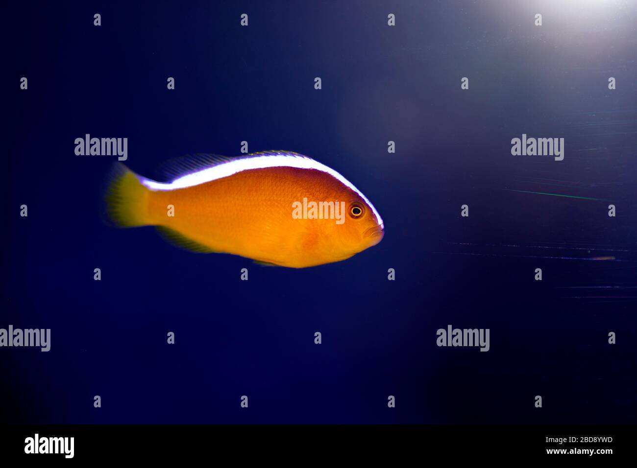 Orange skunk clownfish hi-res stock photography and images - Alamy