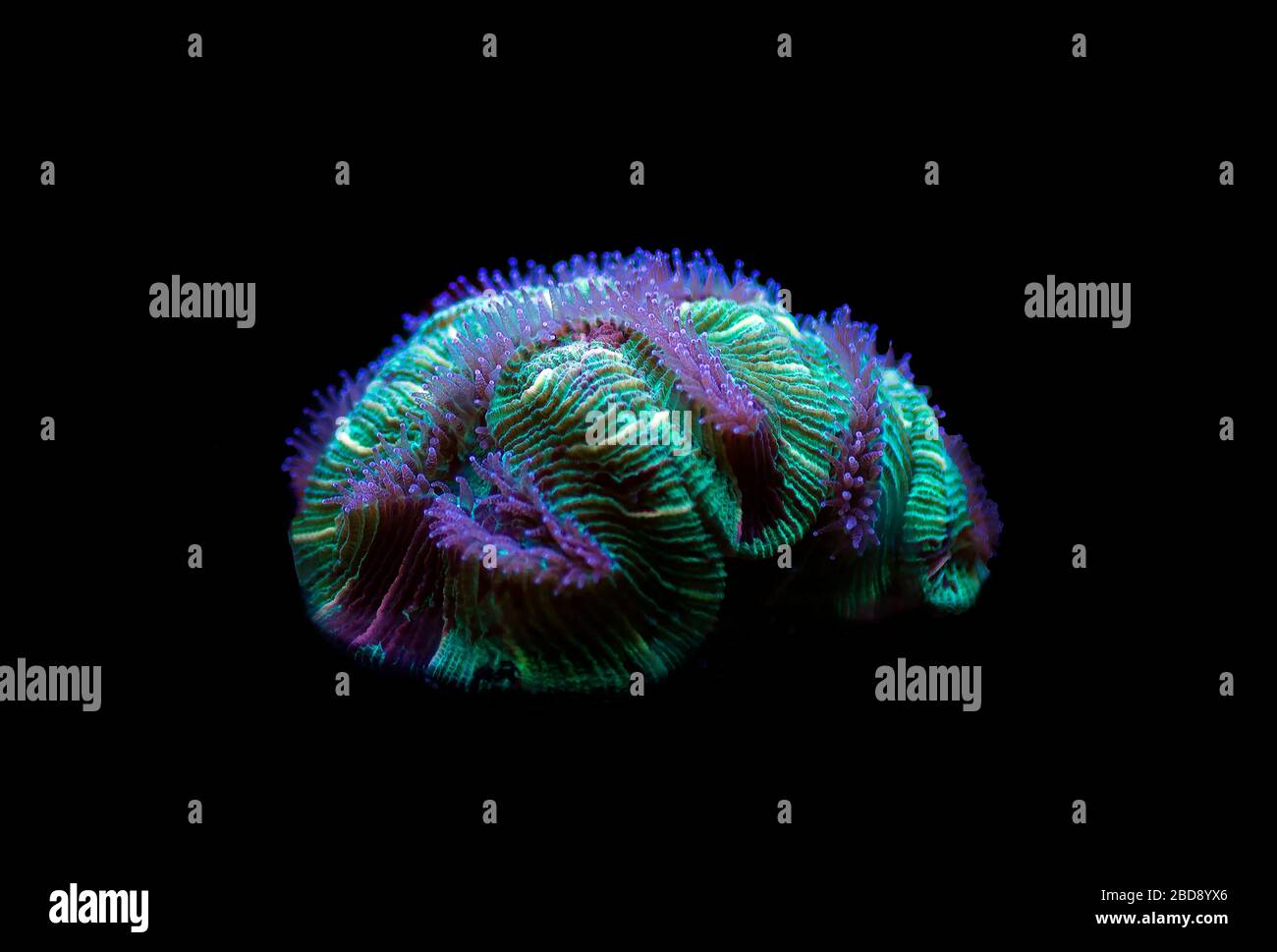 The Folded Brain Coral - (Wellsophyllia radiata Stock Photo - Alamy