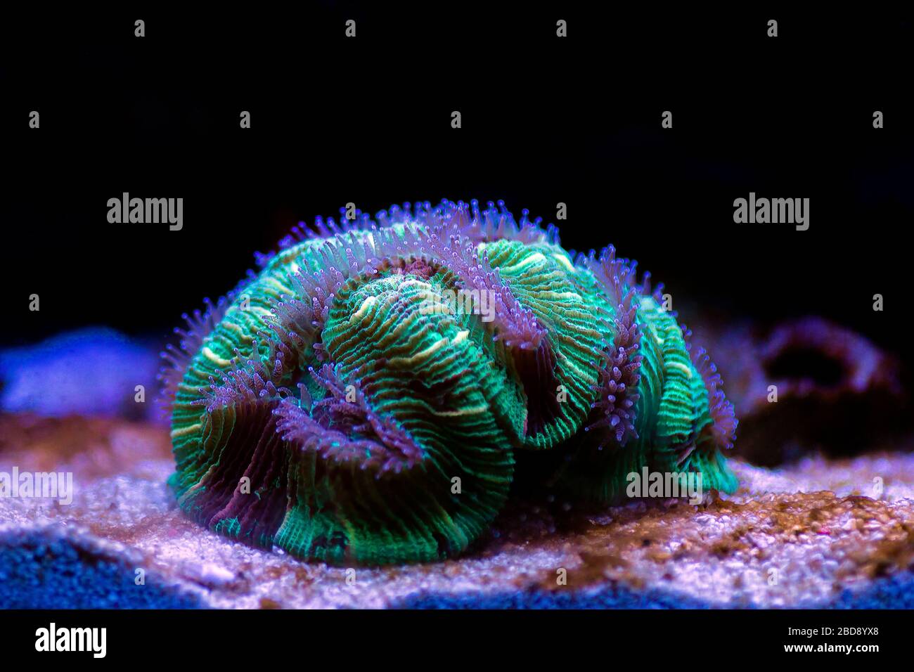 The Folded Brain Coral - (Wellsophyllia radiata Stock Photo - Alamy