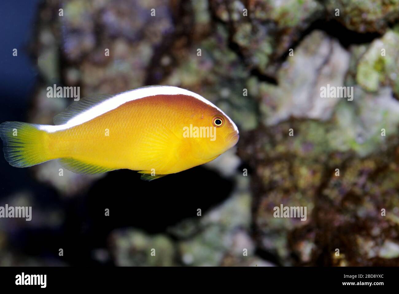 Orange Skunk Clownfish - (Amphiprion sandaracinos Stock Photo - Alamy