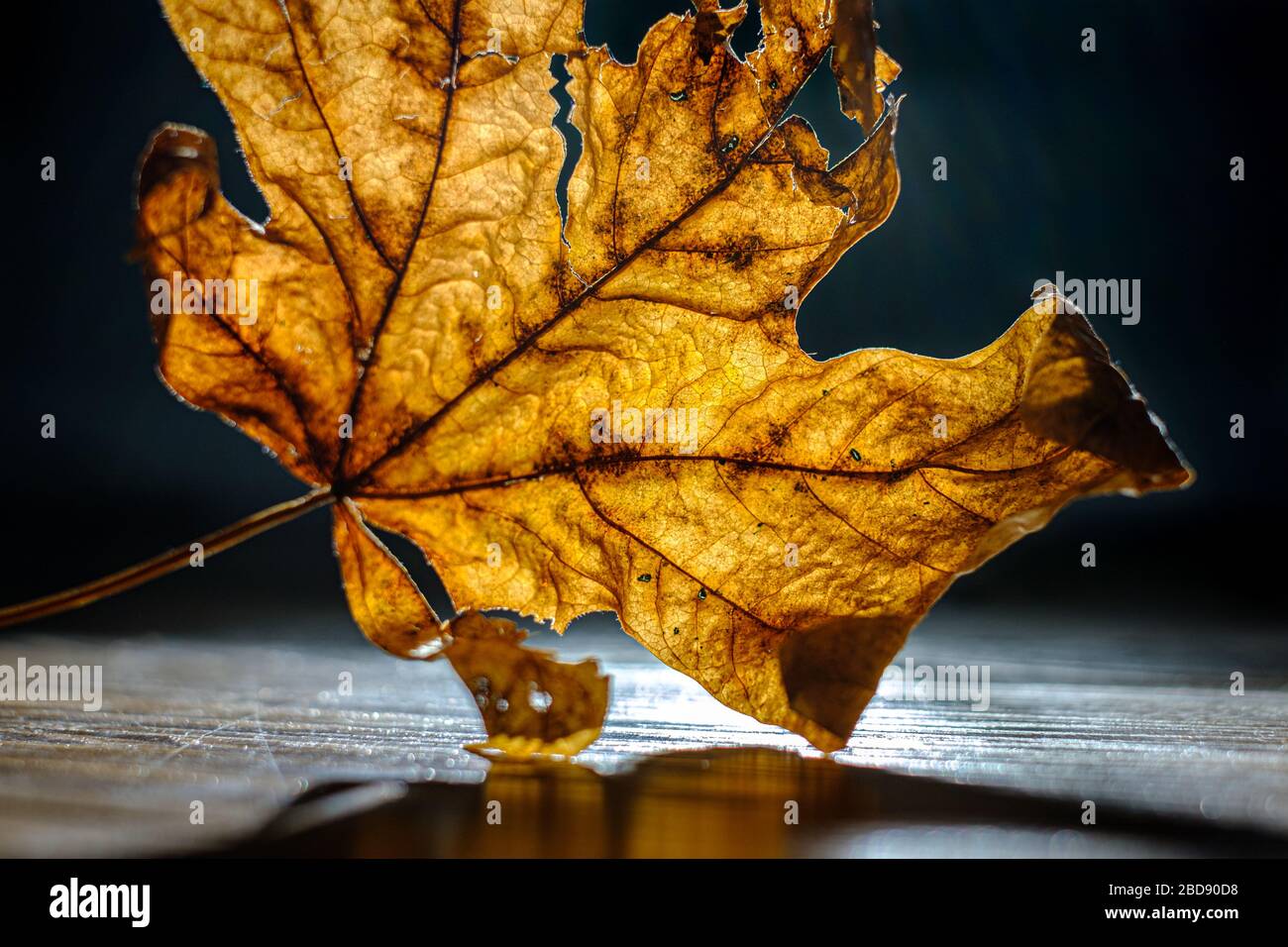 Dead maple hi-res stock photography and images - Alamy