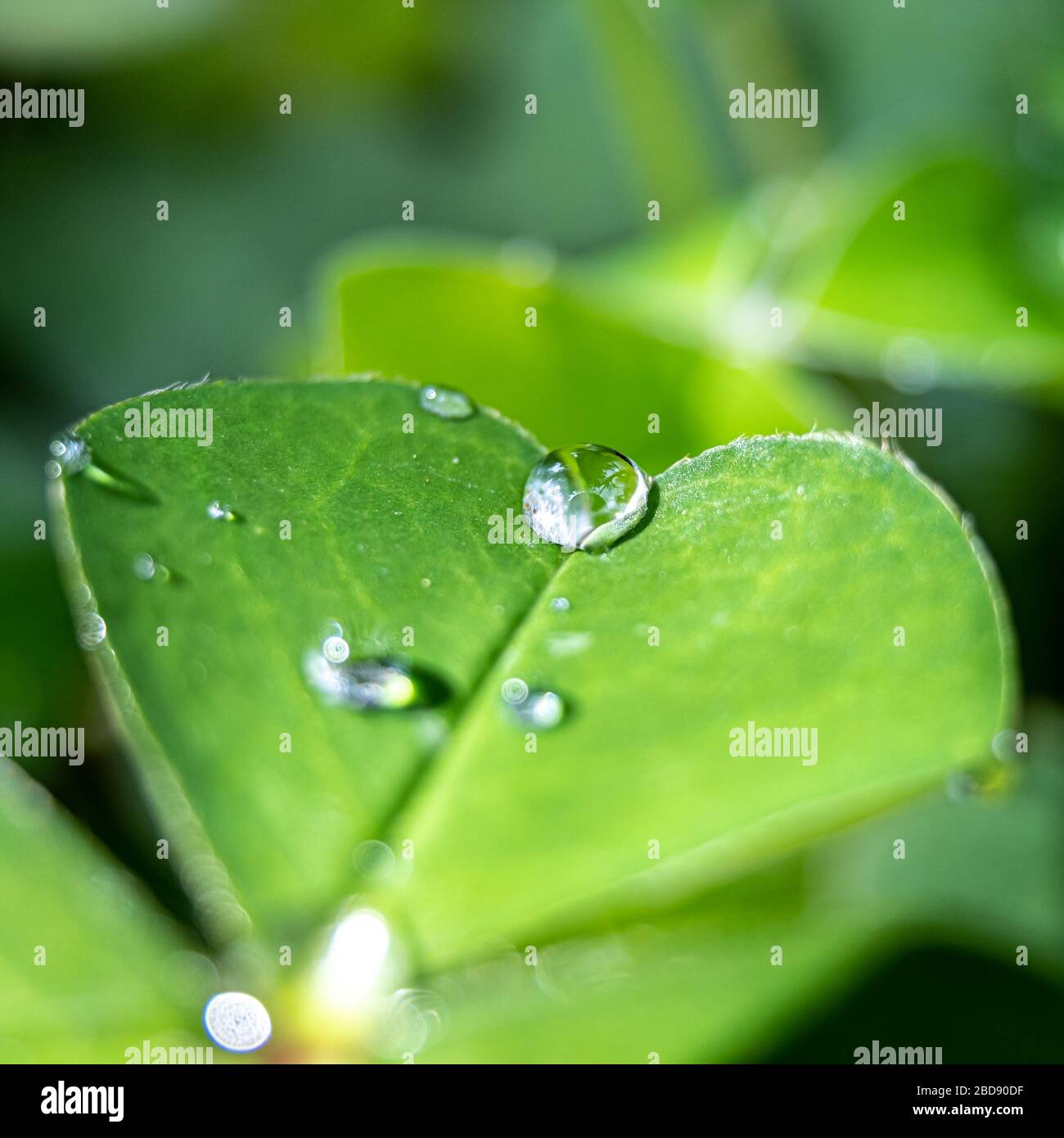 Water drops in a irish shamrock Stock Photo - Alamy