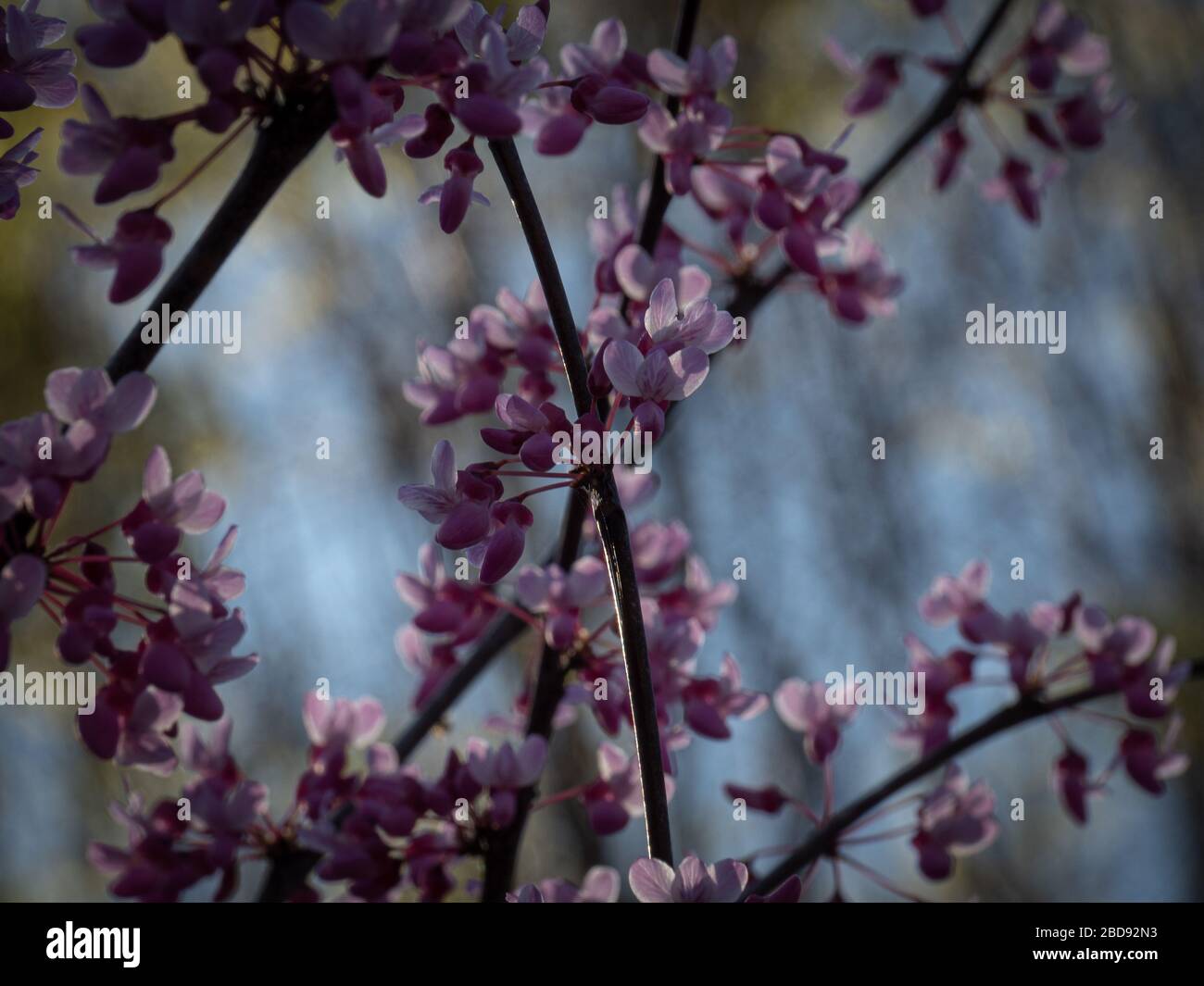Blooming Springtime Rosebud Tree Stock Photo - Alamy