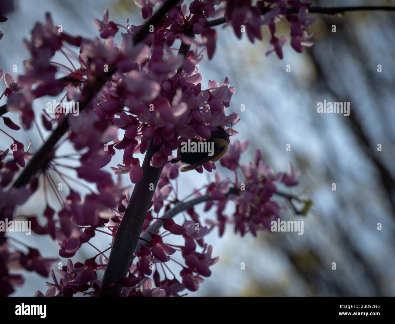 Rosebud tree hi-res stock photography and images - Alamy