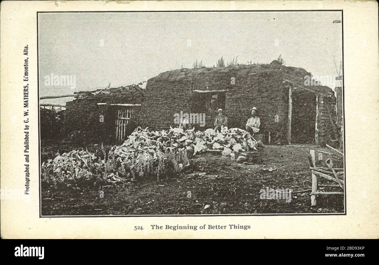 Pile of buffalo skulls hi-res stock photography and images - Alamy