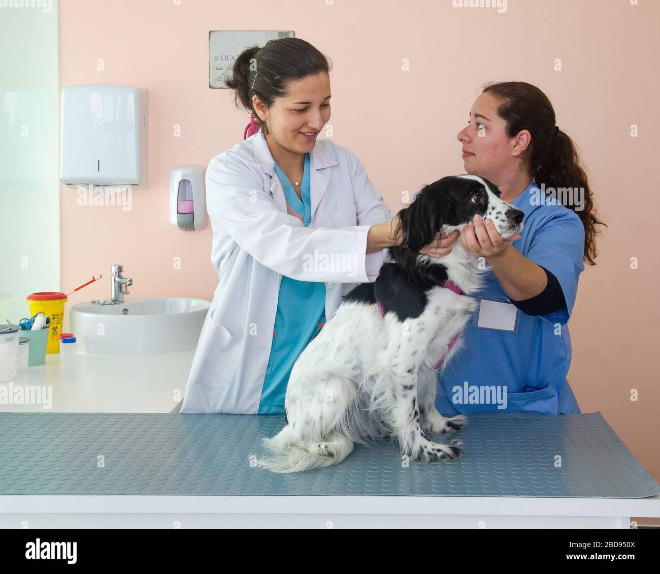 Veterinary inspection hi-res stock photography and images - Alamy