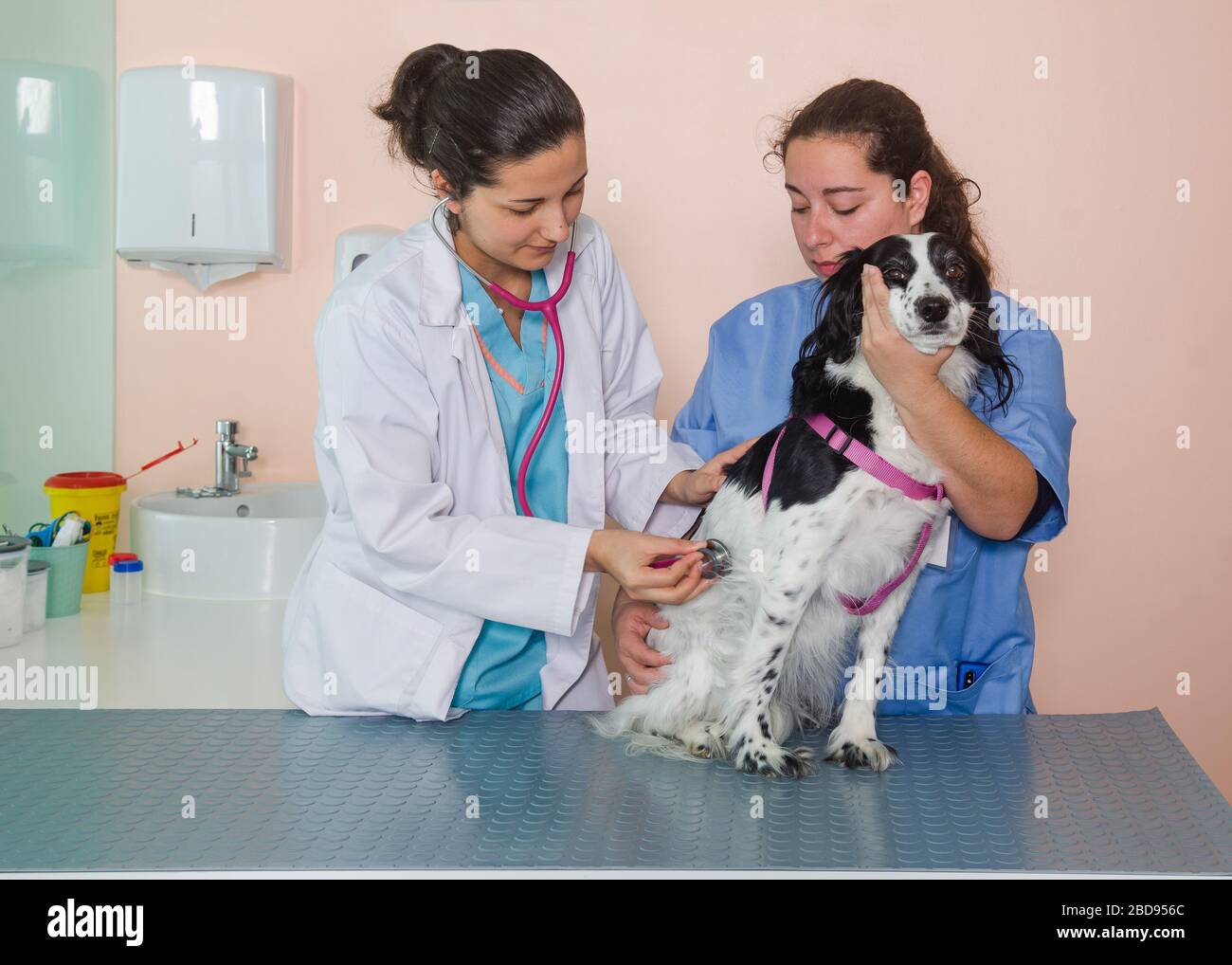 Veterinary inspection animal hi-res stock photography and images - Alamy