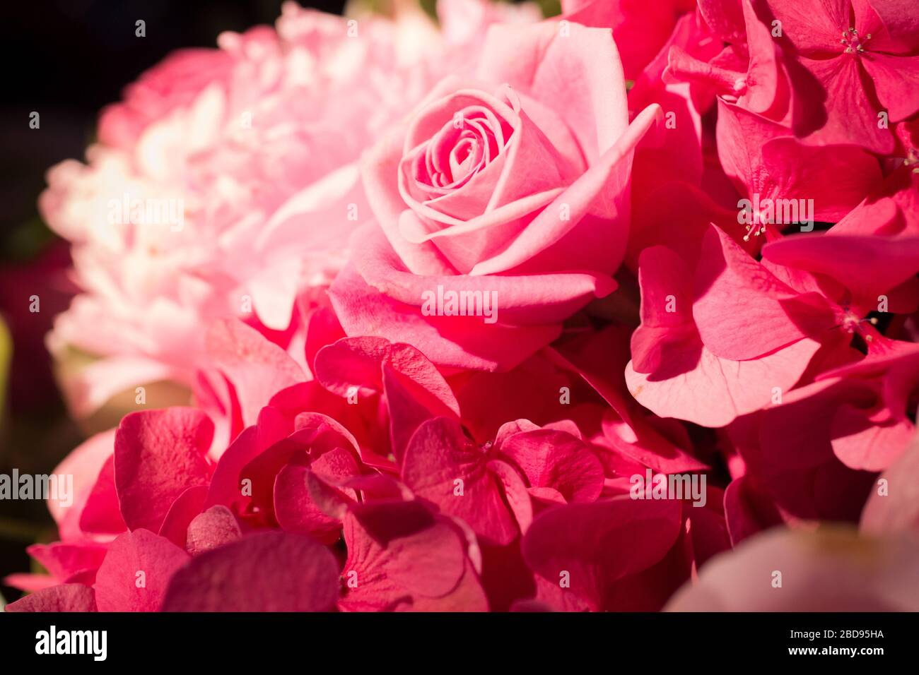 Close up of Pink roses under the spotlight Stock Photo - Alamy