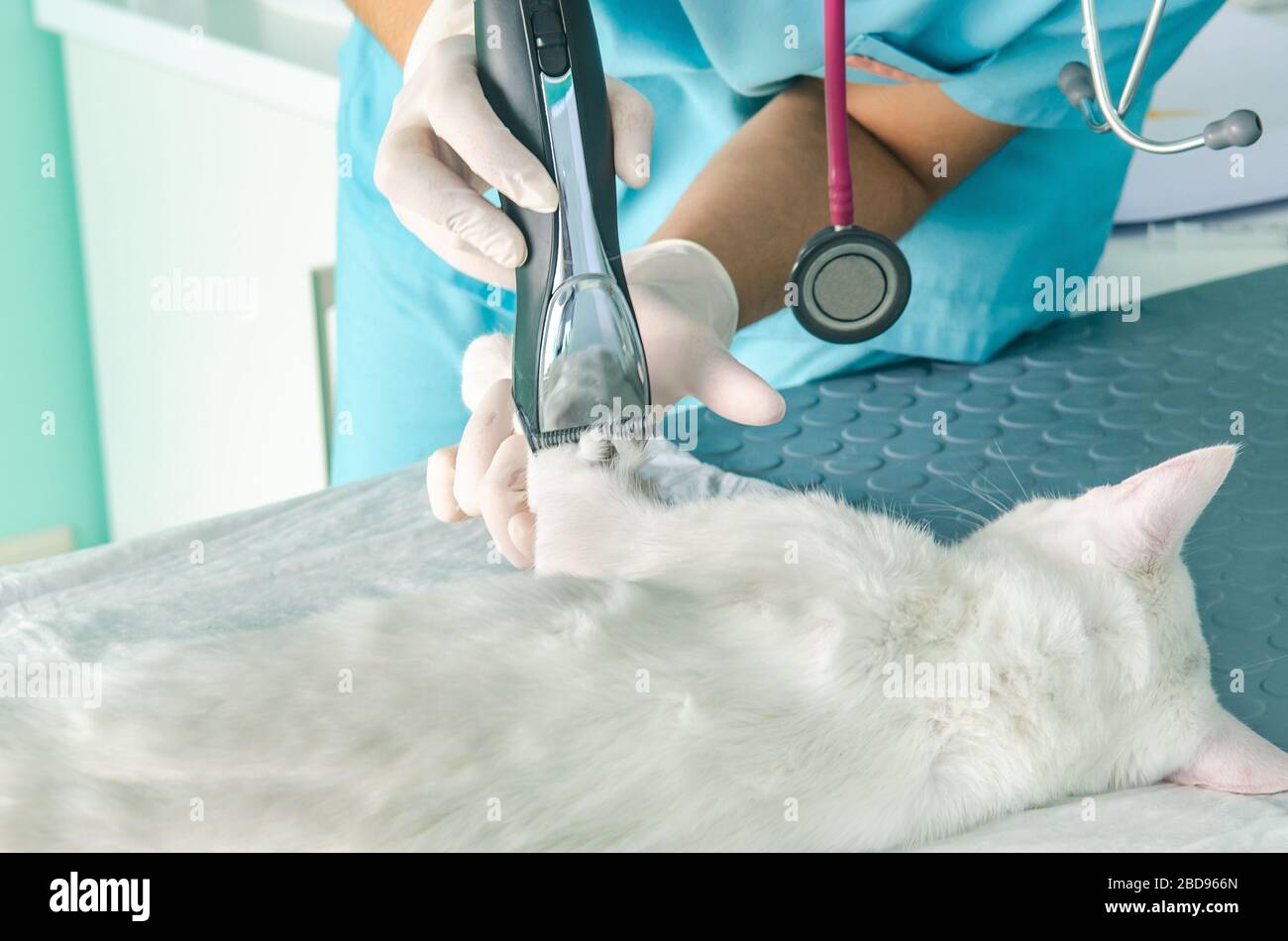 Cattle castration hi-res stock photography and images - Alamy
