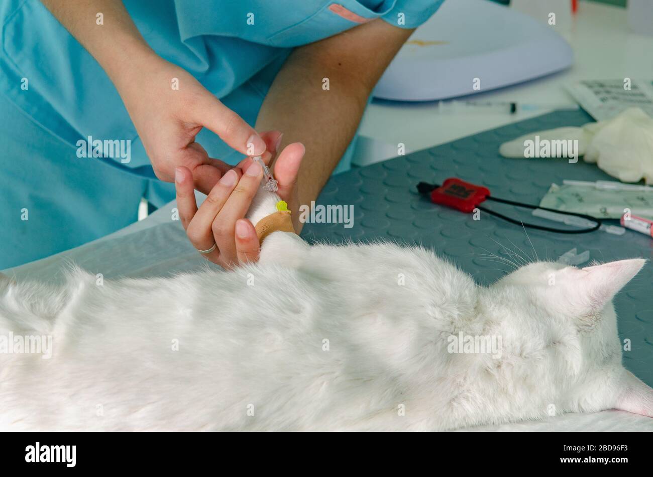 Veterinary doctor collects and analyzes a cat's blood sample Stock ...