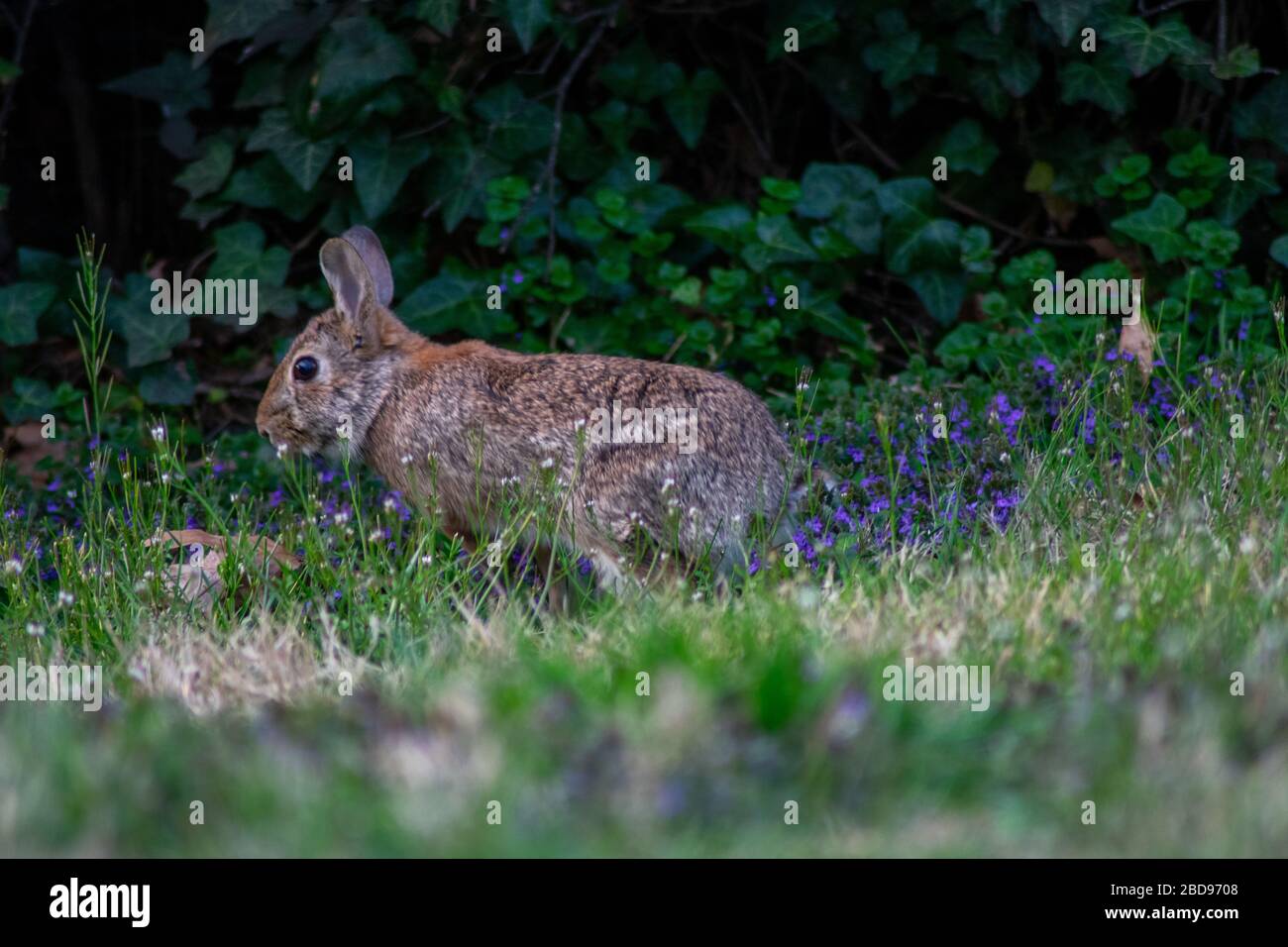 An Eastern Cottontail Rabbit on a Green Front Lawn With Bushes Behind ...