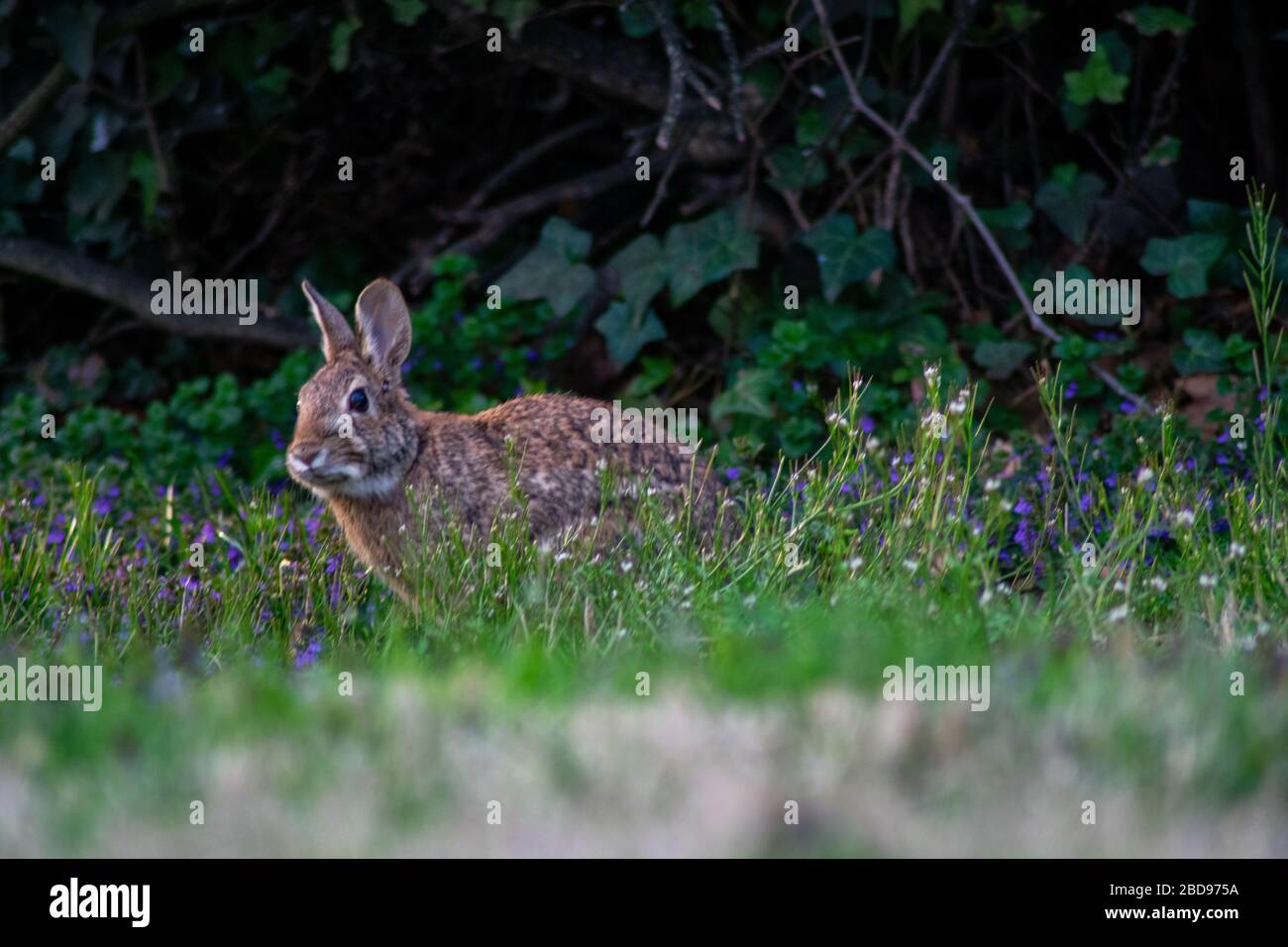 An Eastern Cottontail Rabbit on a Green Front Lawn With Bushes Behind ...