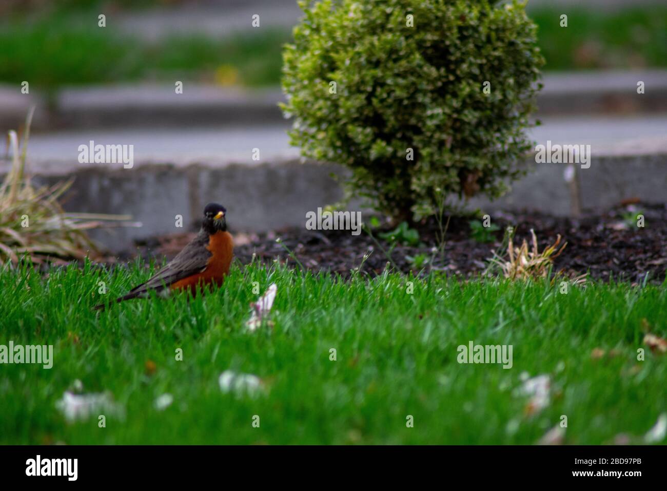 Robin bush blossom hi-res stock photography and images - Alamy