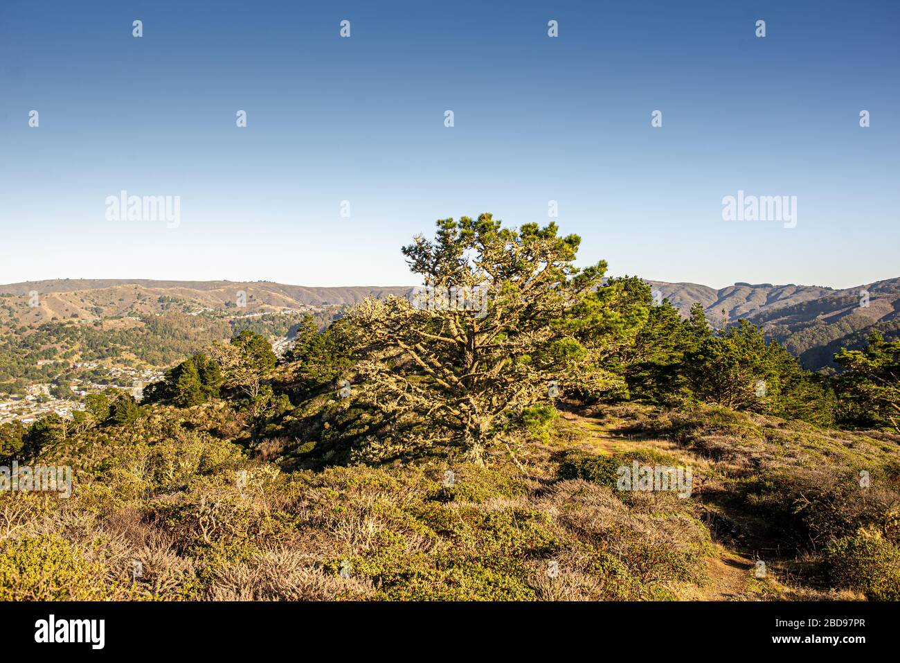 California Trees, Pacifica, CA Stock Photo - Alamy