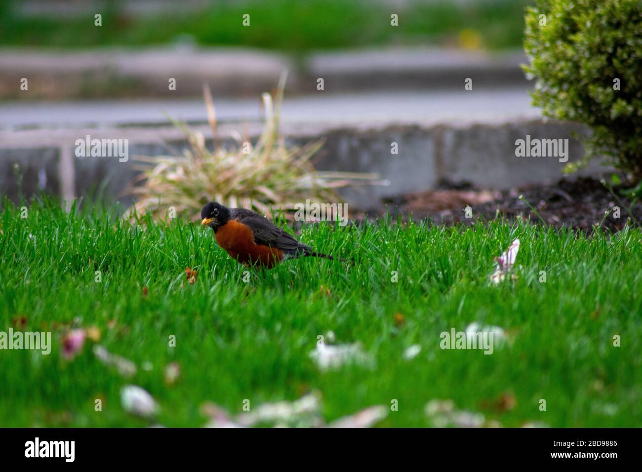 An American Robin on a Green Front Lawn With Pink Cherry Blossom Petals ...