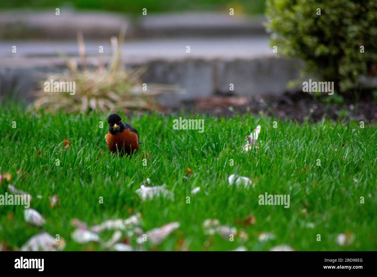 Robin bush blossom hi-res stock photography and images - Alamy