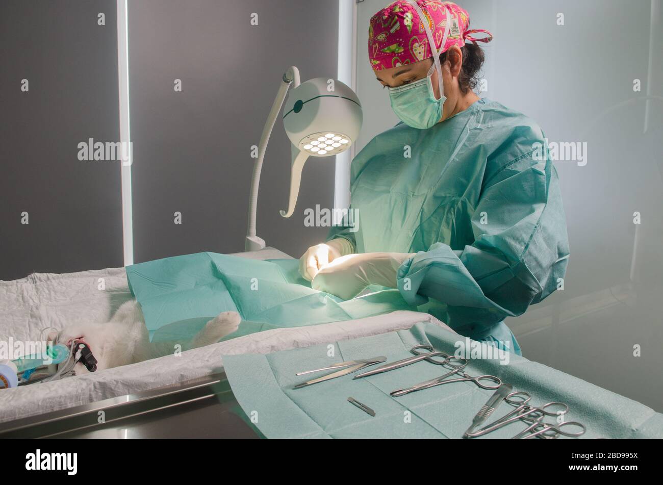 Veterinary doctor doing surgery to neuter a cat Stock Photo - Alamy