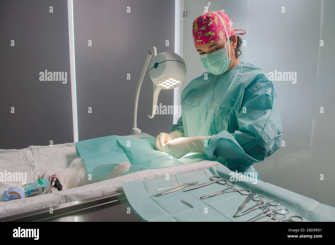 Veterinary doctor doing surgery to neuter a cat Stock Photo - Alamy