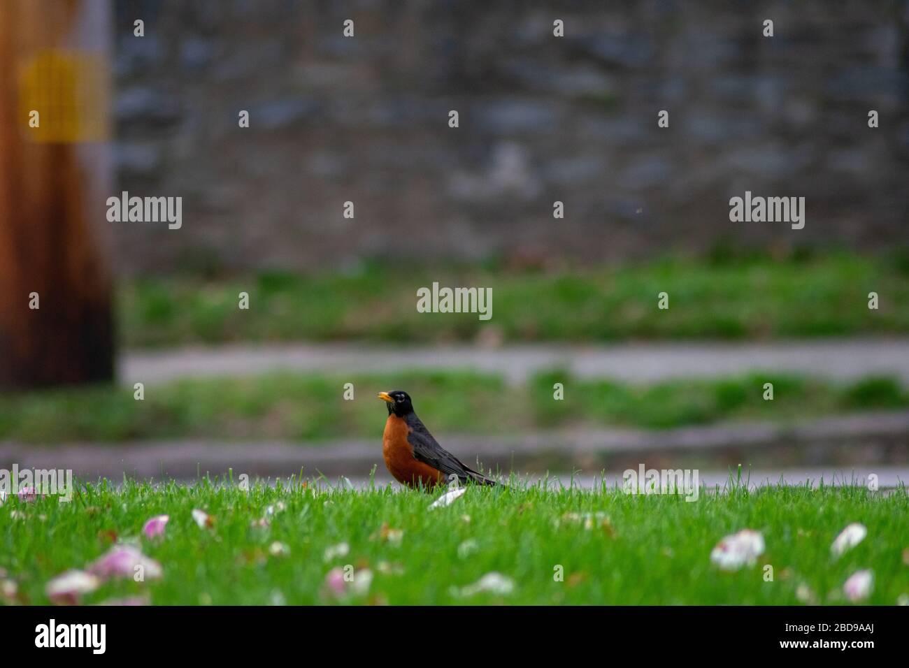 An American Robin on a Front Lawn Peaking Its Head Over a Grass Hill ...