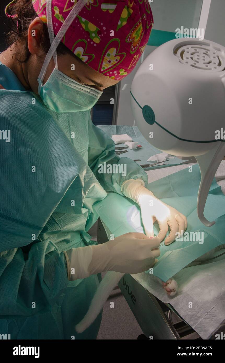 Veterinary doctor doing surgery to neuter a cat Stock Photo - Alamy