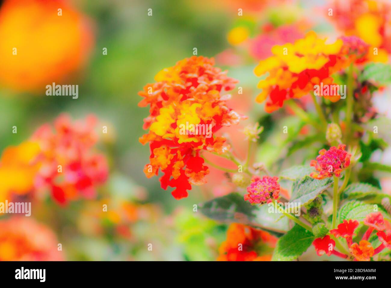 Closeup of various colorful flowers growing on the street in spring ...
