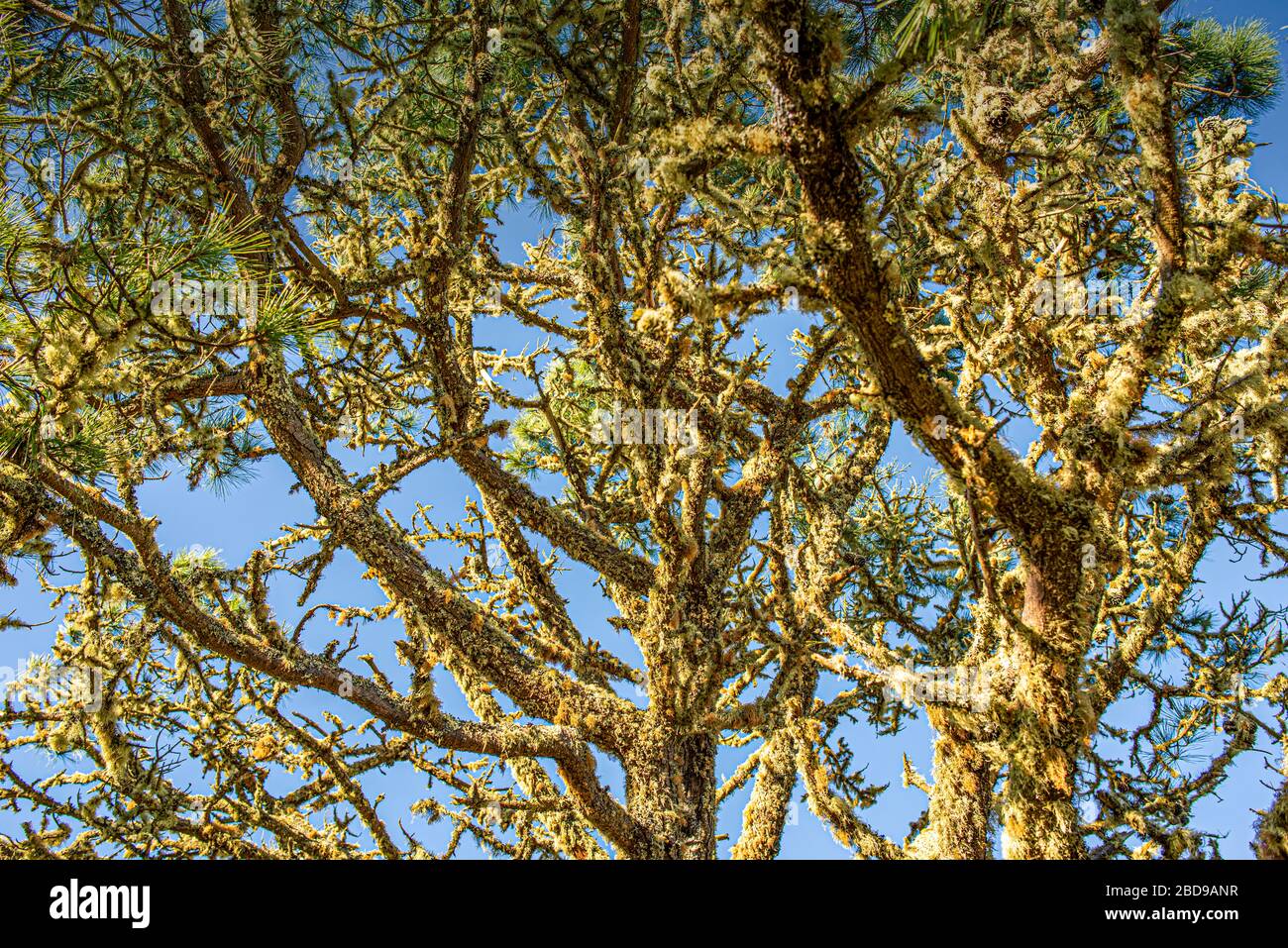 California Trees, Pacifica, CA Stock Photo - Alamy