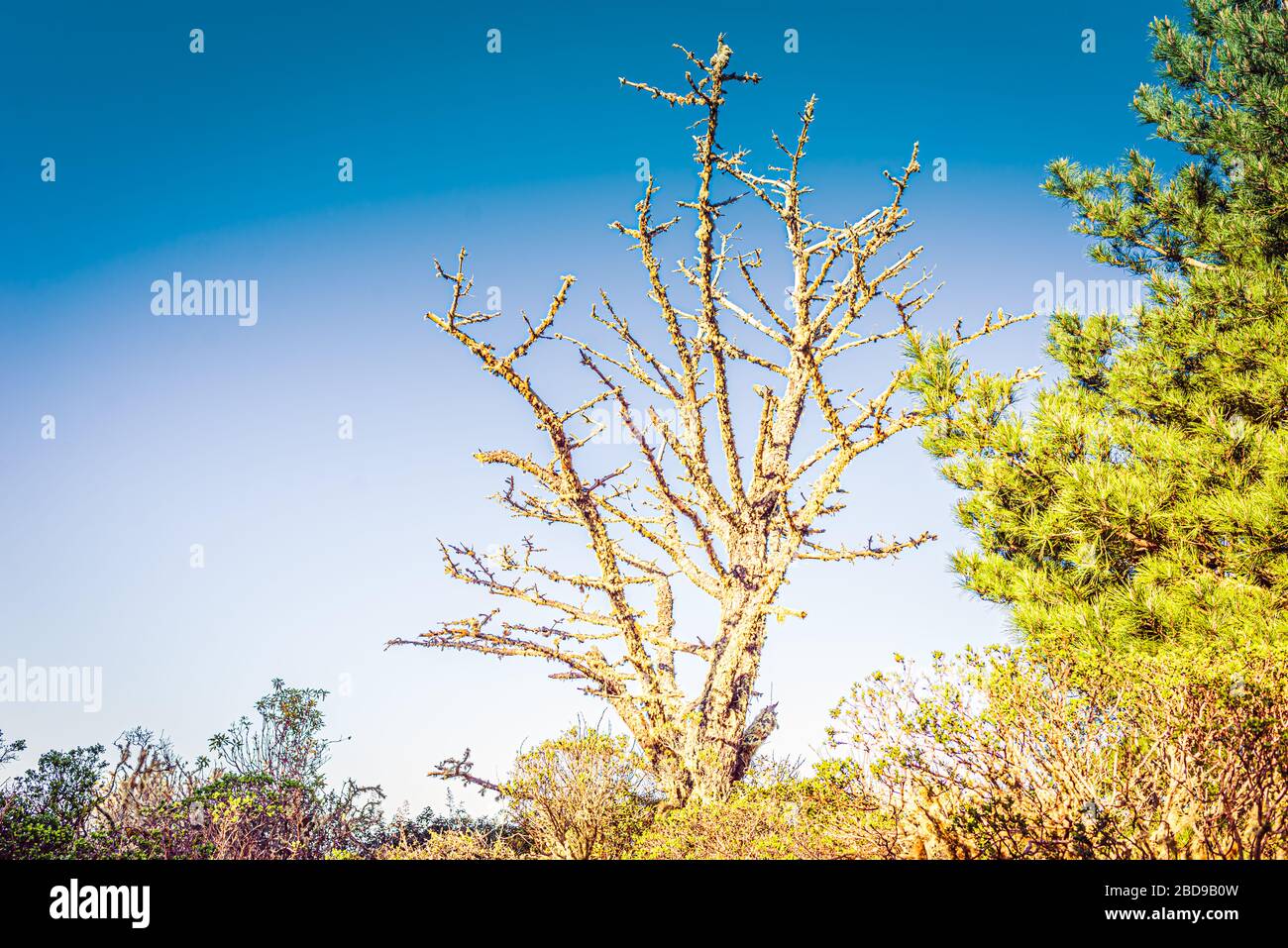 California Trees, Pacifica, CA Stock Photo - Alamy