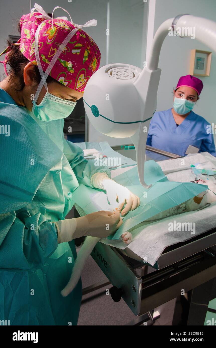 Veterinary doctor doing surgery to neuter a cat Stock Photo - Alamy