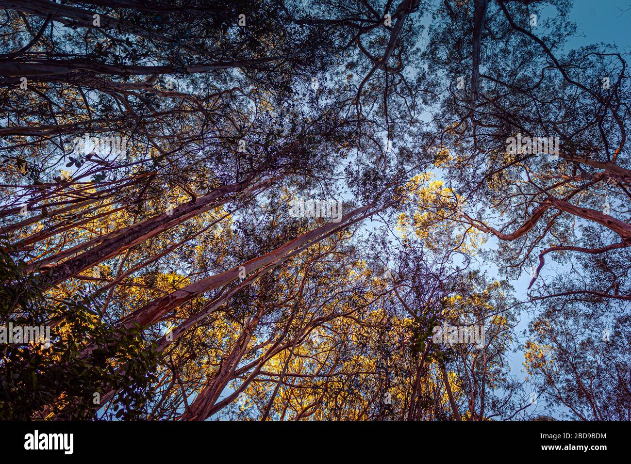 California Trees, Pacifica, CA Stock Photo - Alamy