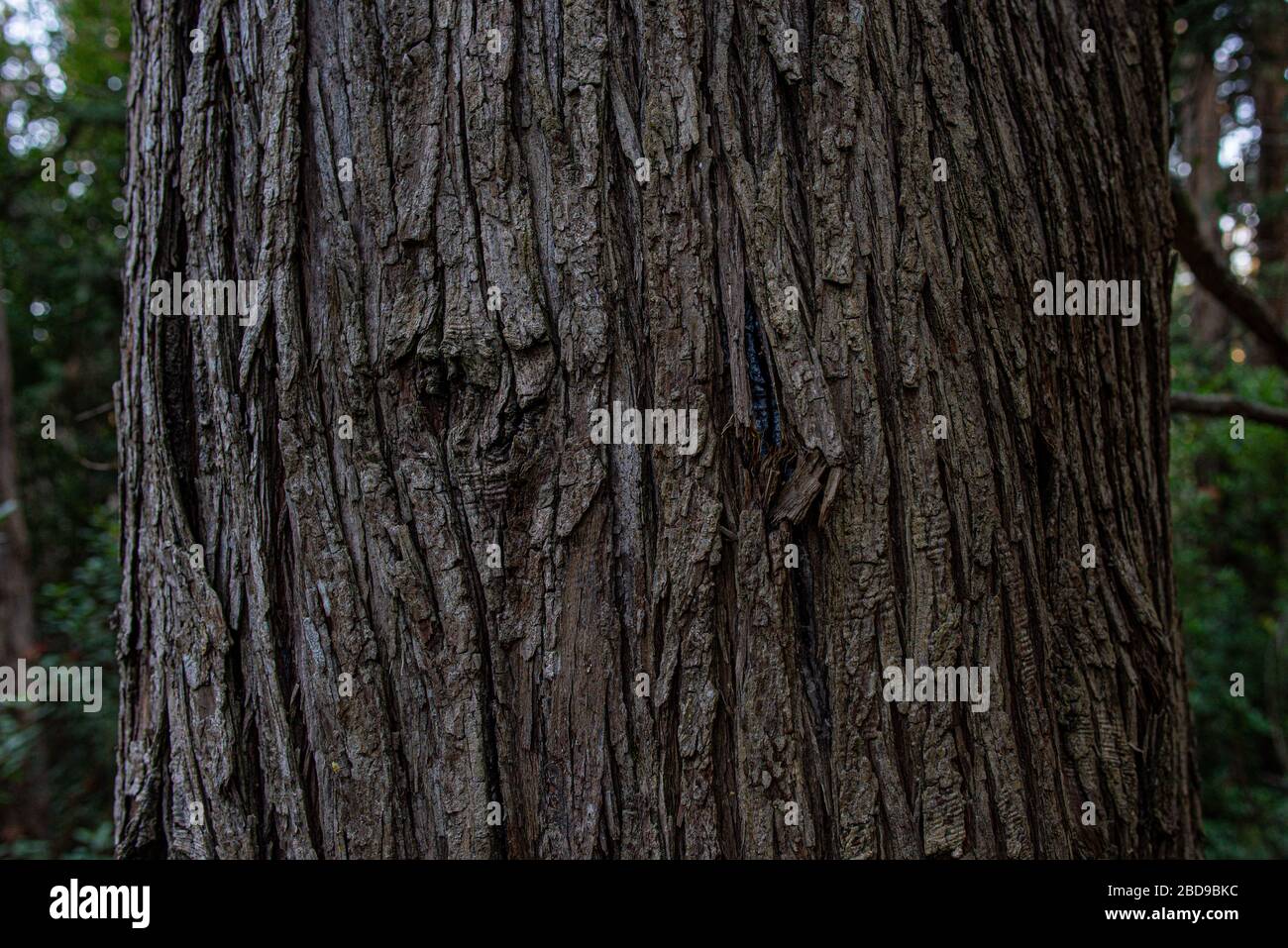 California Trees, Pacifica, CA Stock Photo - Alamy