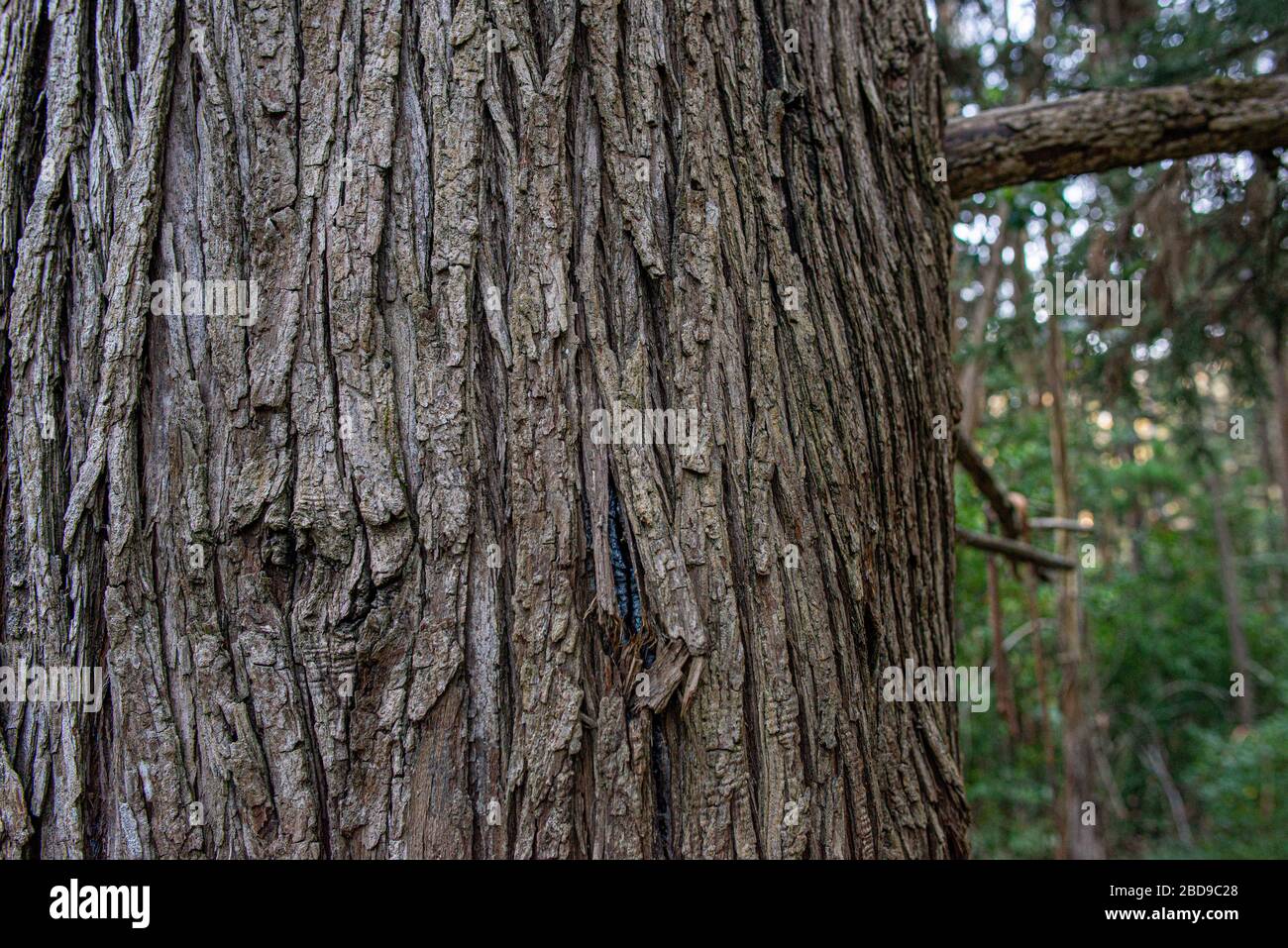 California Trees, Pacifica, CA Stock Photo - Alamy