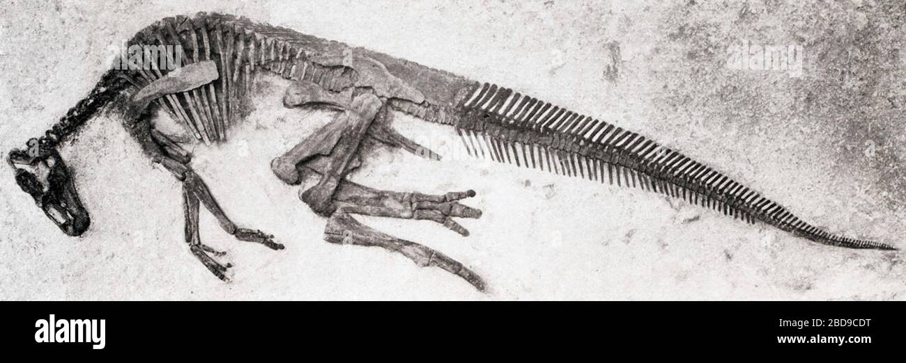 Edmontosaurus regalis hi-res stock photography and images - Alamy