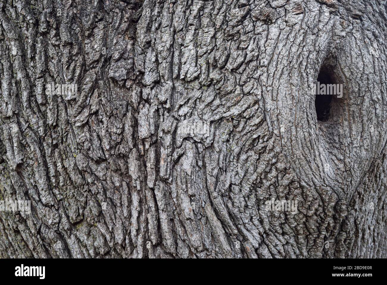 Old weathered tree hi-res stock photography and images - Alamy