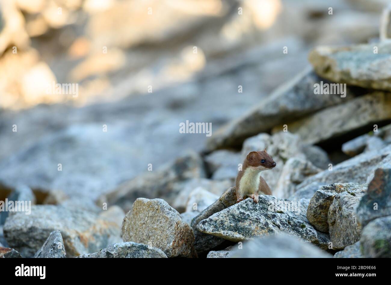 In boulder field hi-res stock photography and images - Alamy