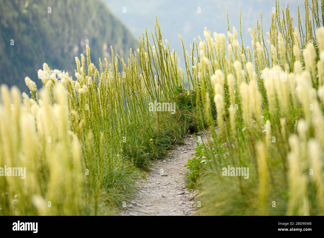 Alpine bear grass in bloom hi-res stock photography and images - Alamy