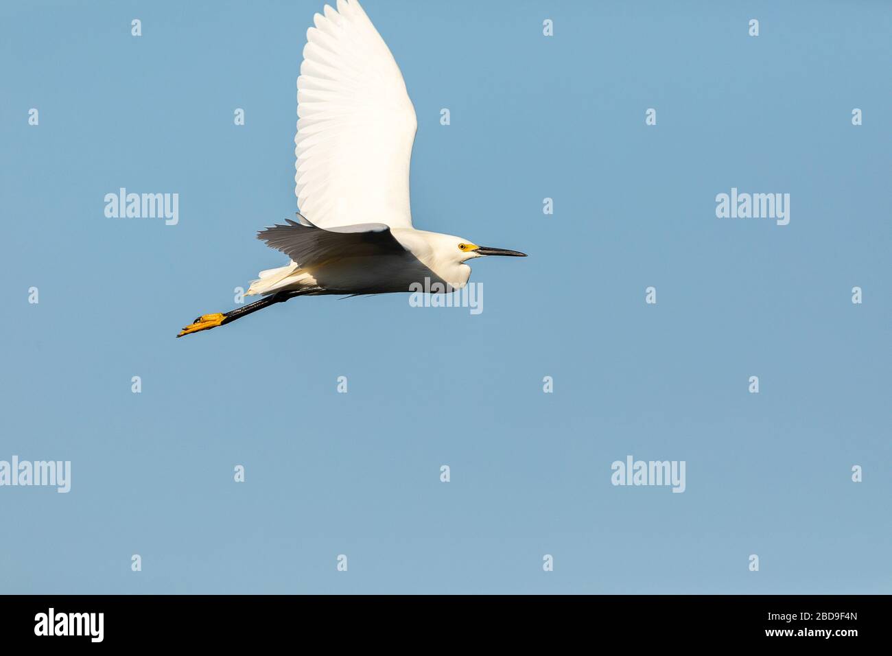 Great white egret Ardea alba bird flying across a blue sky in Sarasota ...