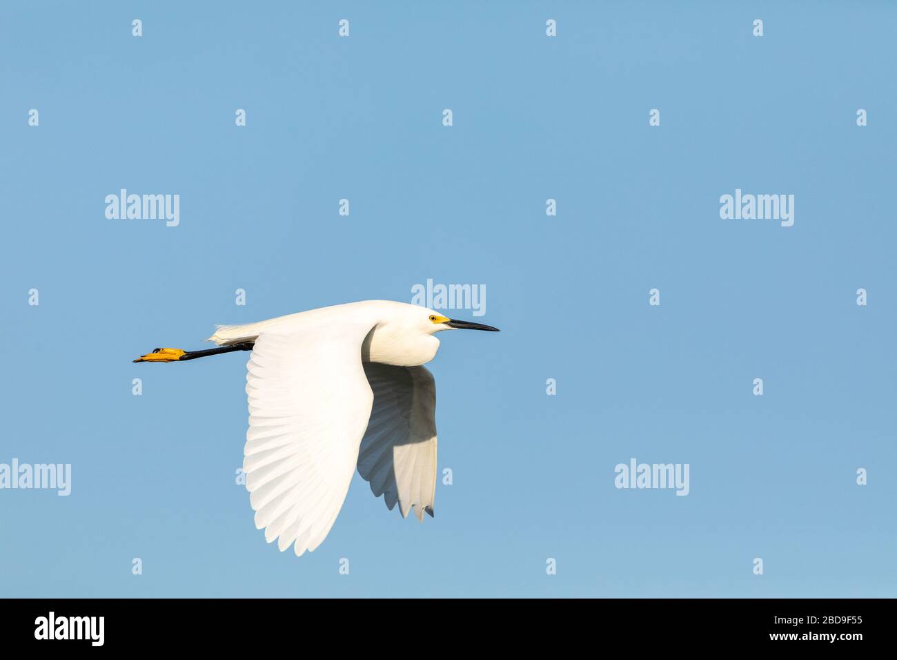 Great white egret Ardea alba bird flying across a blue sky in Sarasota ...