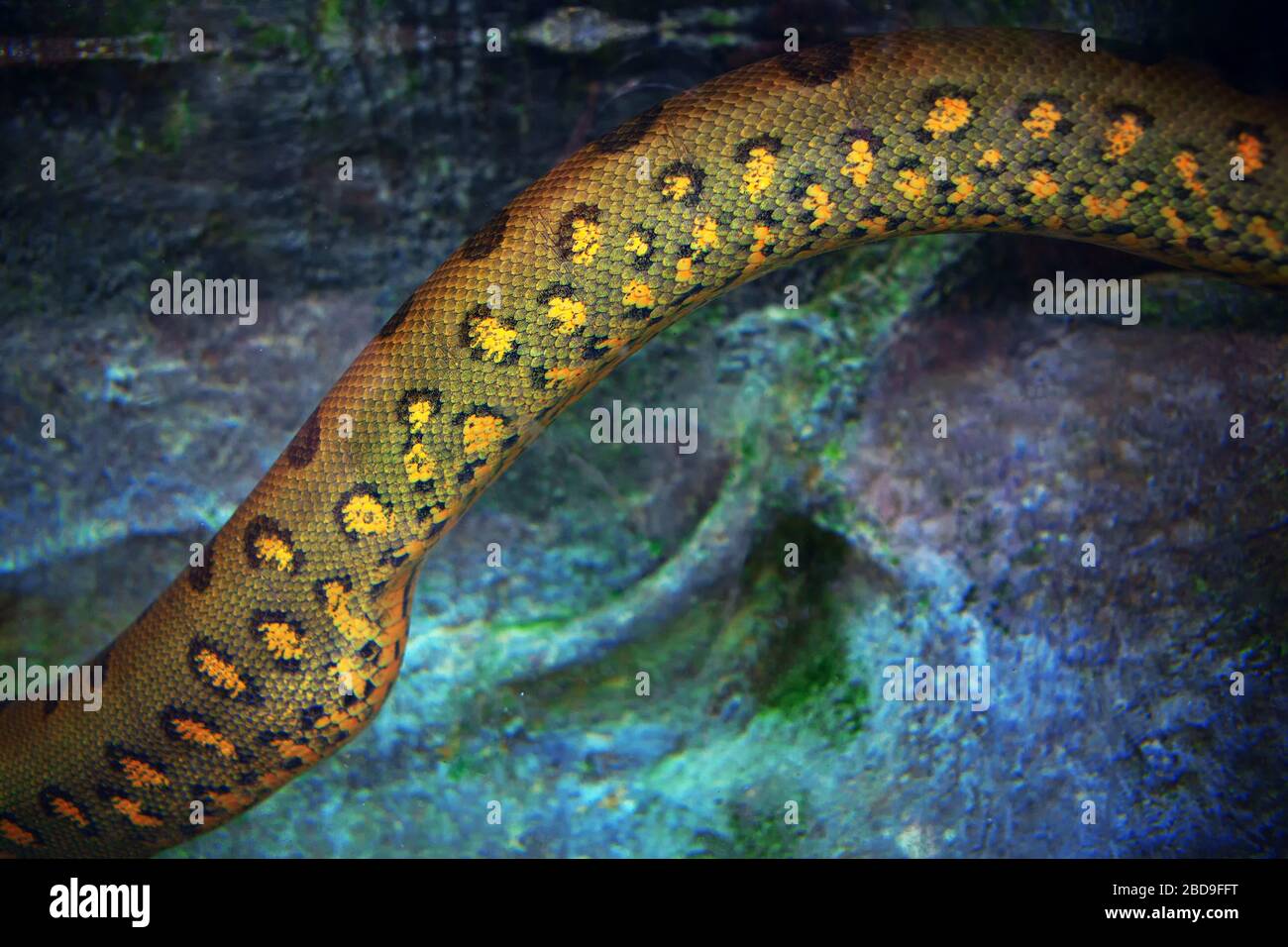 typical python in the cave Stock Photo - Alamy