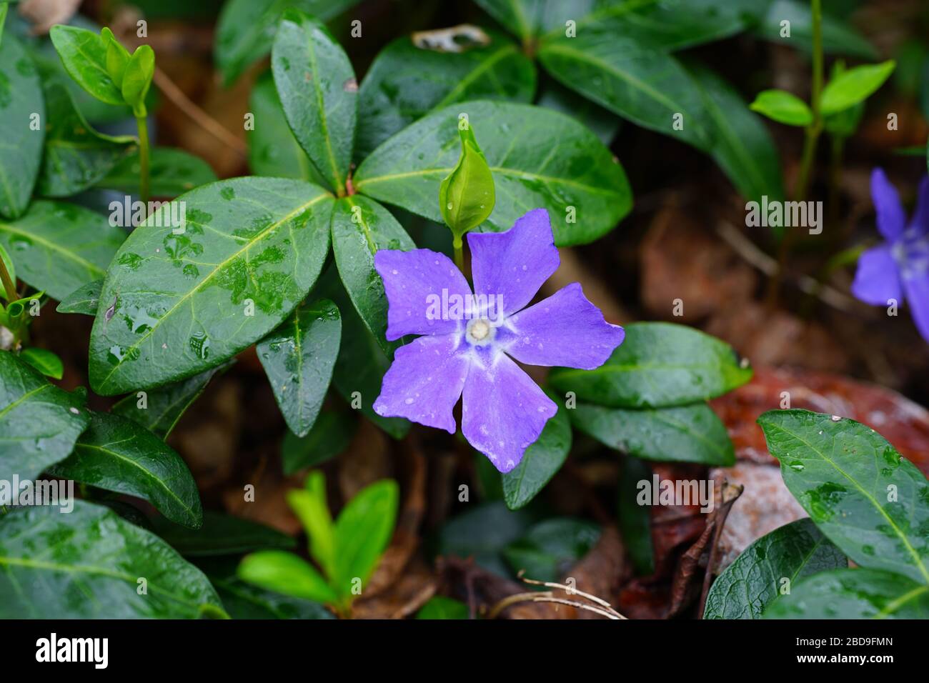 Purple blue flowers of periwinkle (vinca minor Stock Photo - Alamy